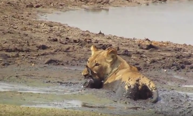 Video: Lions, impala, mud! An epic sighting at the hide! - Africa Geographic