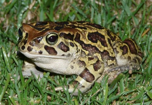 Leopard toad alert - Africa Geographic