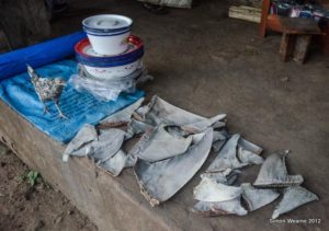 Searching for the elusive Sousa & the mythical sawfish – Part II ...