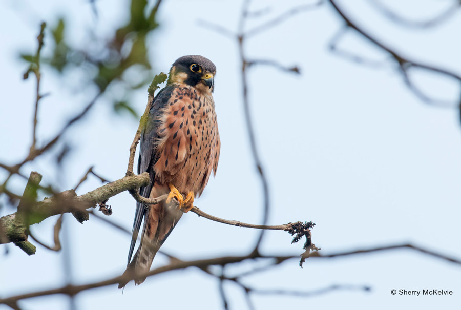 African-Hobby-Uganda-Birding-Sherry-McKelvie - Africa Geographic