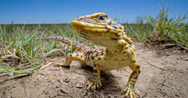 Dragon-like sungazer lizard in danger - Africa Geographic