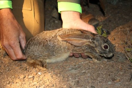 New population of critically endangered riverine rabbits found - Africa ...