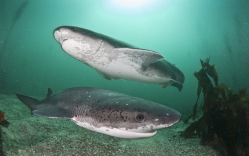 A quarter of the world’s sharks and rays face extinction - Africa ...