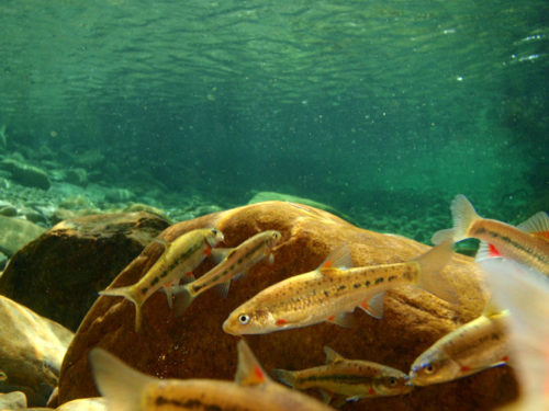 Fight for the fynbos fish - Africa Geographic