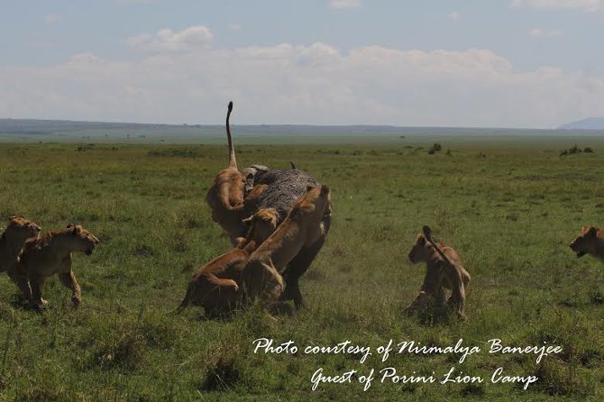 Drama in the Mara: Lioness versus buffalo - Africa Geographic