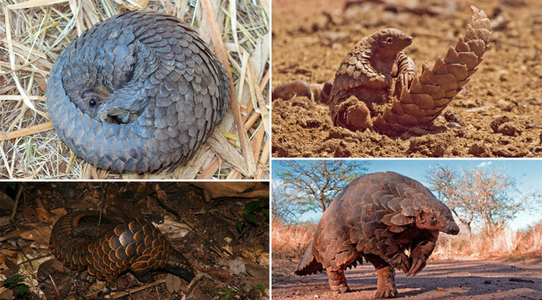 Pangolin - fascinating Facts