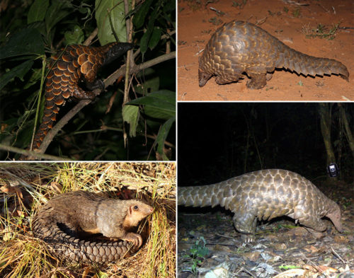 Pangolin - fascinating Facts