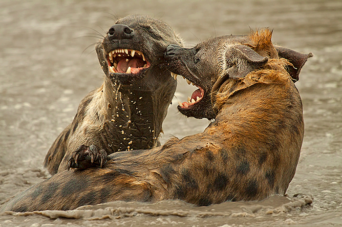 An action-packed, playful hyena gallery - Africa Geographic