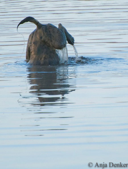 Hyenas gone fishing - Africa Geographic
