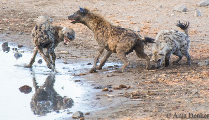 Hyenas gone fishing - Africa Geographic