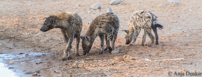 Hyenas gone fishing - Africa Geographic