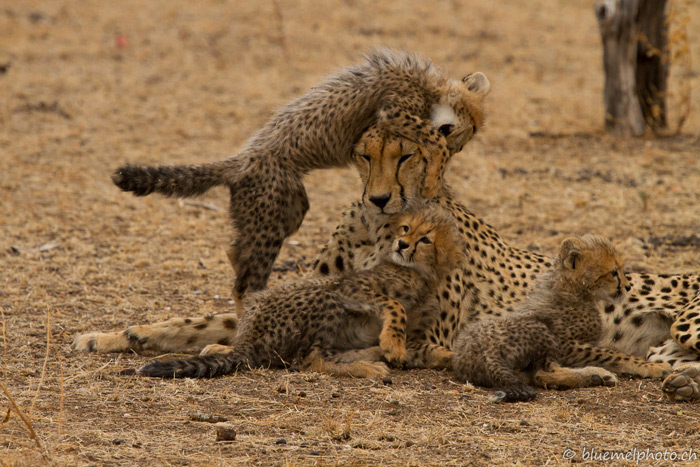 Cheetahs at emaze Presentation