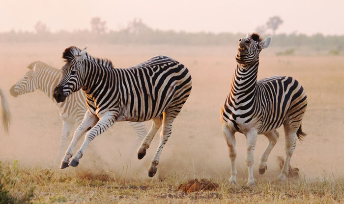 Looking at zebras in a different light - Africa Geographic