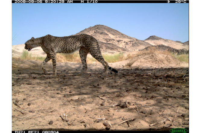 Rare Saharan cheetah captured on camera - Africa Geographic