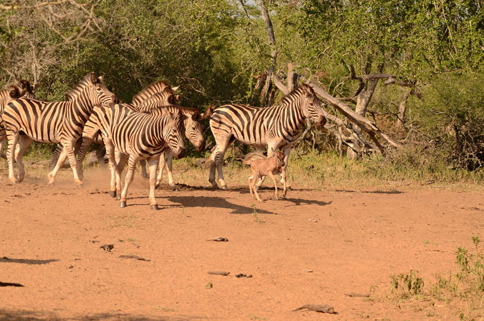 Zebra attack wildebeest calf - Africa Geographic
