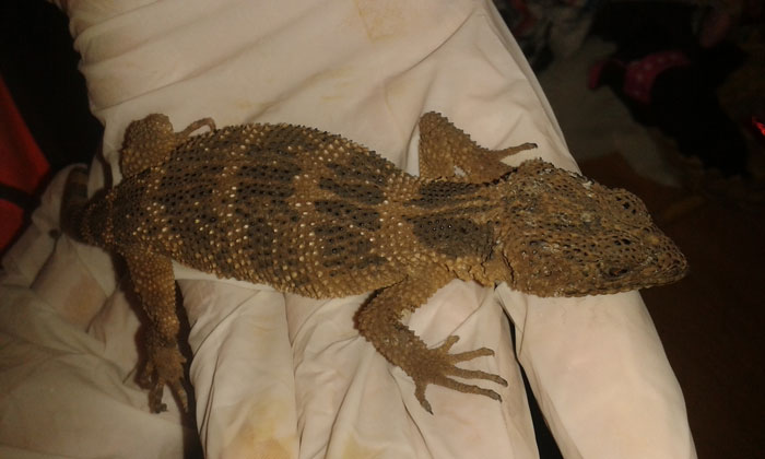 Reptiles found dead in box at OR Tambo - Africa Geographic