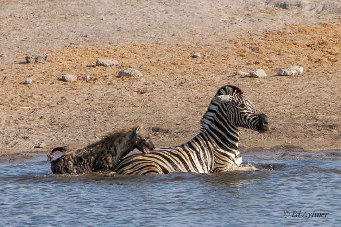 Hyenas kill zebra at Etosha waterhole - Africa Geographic