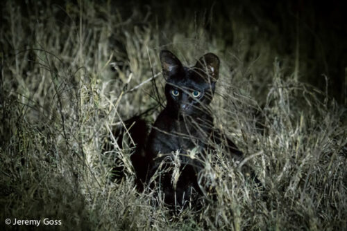 When a melanistic serval meets a spotted serval - Africa Geographic