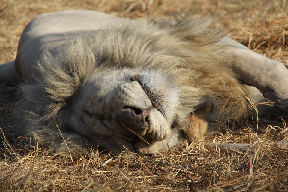 Relaxing Animals