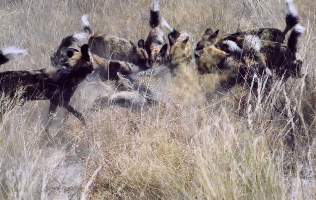 Wild dogs kill a leopard - Africa Geographic