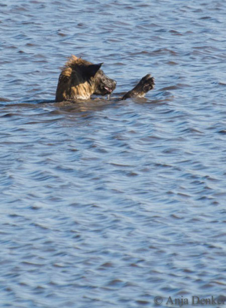 Hyenas gone fishing - Africa Geographic