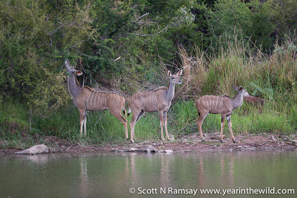Heart of the bushveld at Marakele National Park - Africa Geographic