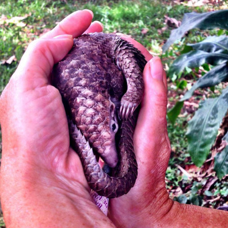 Hand-rearing a black-bellied pangolin - Africa Geographic