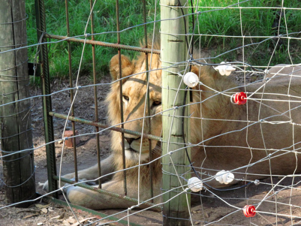 canned lion hunting Archives - Africa Geographic