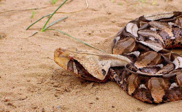 Gaboon adder - iSimangaliso’s special snake - Africa Geographic