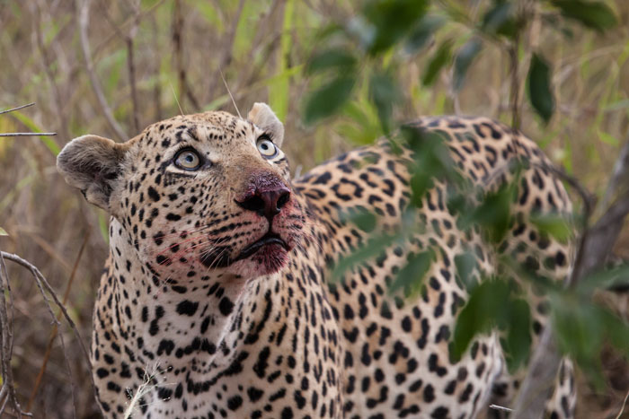leopard-sabi-sands - Africa Geographic