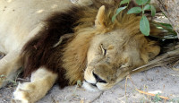 Unravelling the mystery of Mmamoriri - the maned lioness - Africa ...