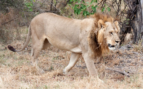 Unravelling the mystery of Mmamoriri - the maned lioness - Africa ...