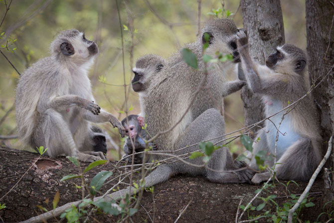 Mad about monkeys - Africa Geographic