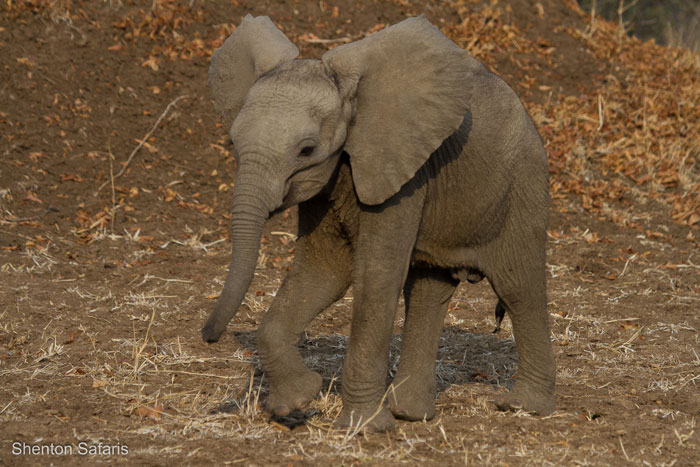 Cheeky little elephant - Africa Geographic