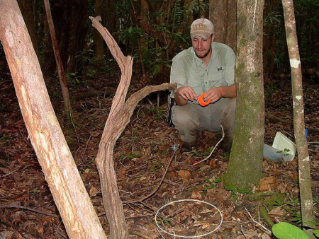 Gaboon adder - iSimangaliso’s special snake - Africa Geographic