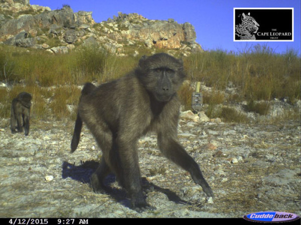 The creatures of the Boland caught camera traps - Africa Geographic
