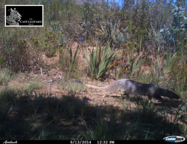 The creatures of the Boland caught camera traps - Africa Geographic