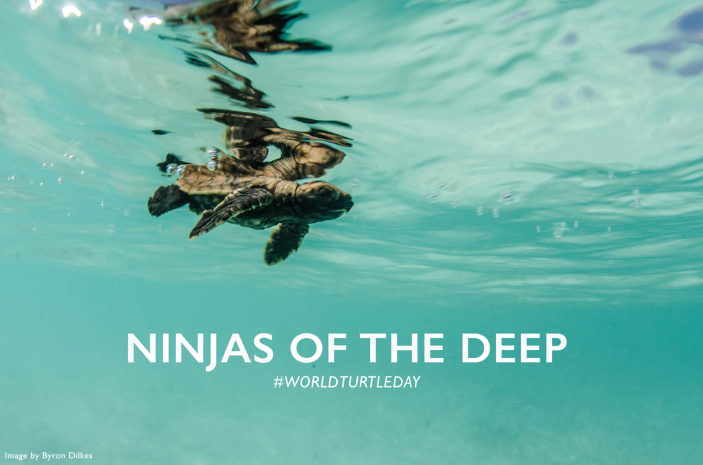 Turtles - ninjas of the Deep - Africa Geographic