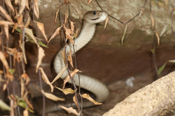 Putting right the black mamba's reputation - Africa Geographic