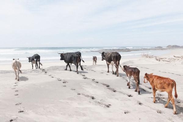 Photographing the cattle of Pondoland - Africa Geographic