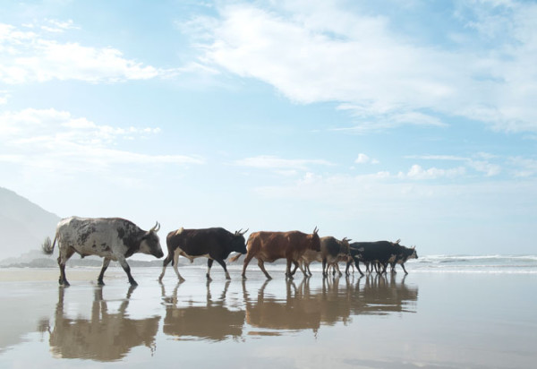 Photographing the cattle of Pondoland - Africa Geographic