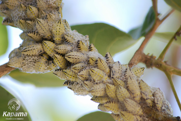 Trees that spit on you - Africa Geographic