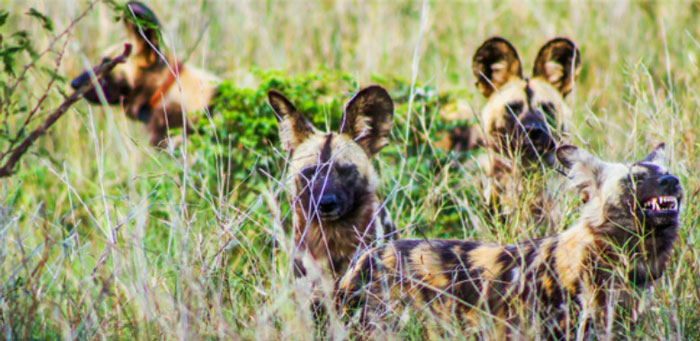 African Wild Dog Pack