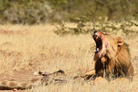 Lions are in trouble in Namibia - Africa Geographic