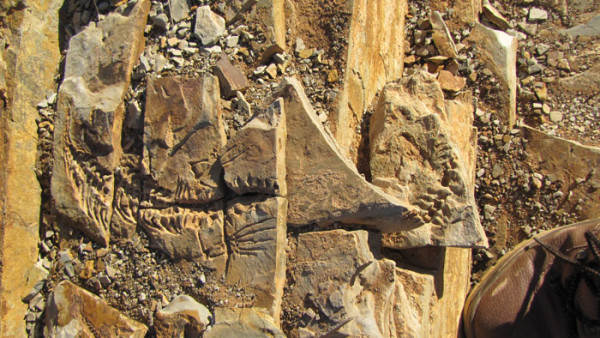 A Southern African Mesosaurus site - Africa Geographic
