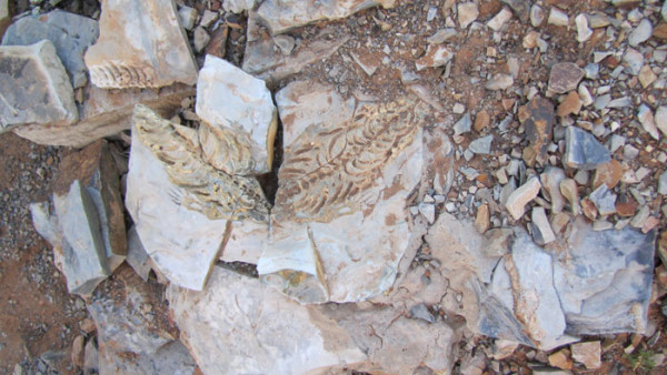 A Southern African Mesosaurus site - Africa Geographic