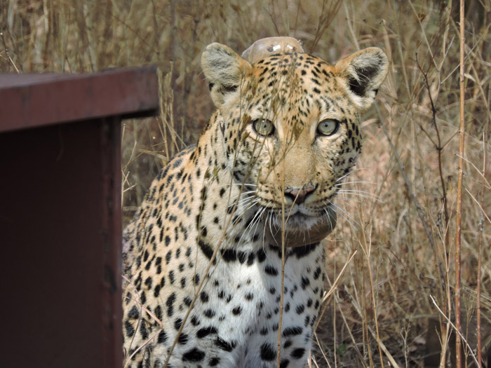 Leopard with nine lives - Africa Geographic