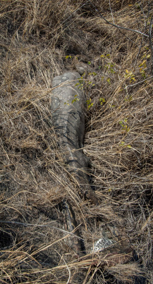 CSI Bushveld - how did the python die? - Africa Geographic