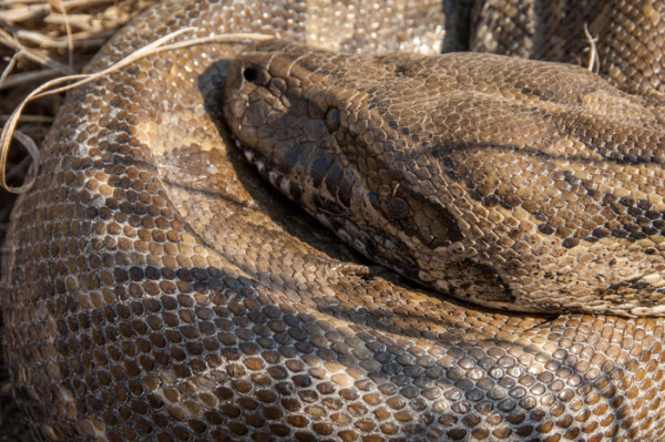 CSI Bushveld - how did the python die? - Africa Geographic