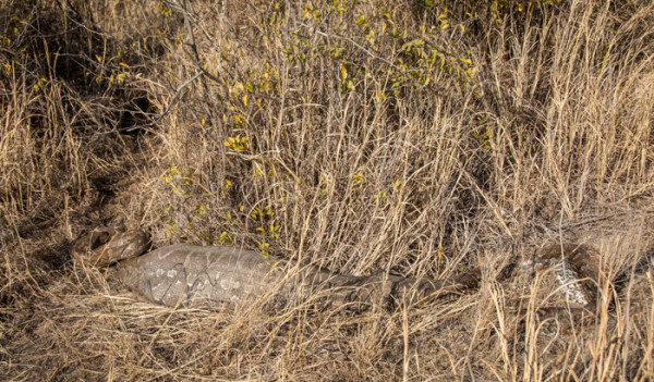 CSI Bushveld - how did the python die? - Africa Geographic